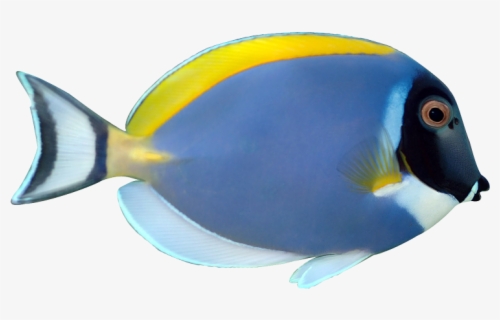 Blue Tang Png - Ocean Fish Transparent Background , Free Transparent ...
