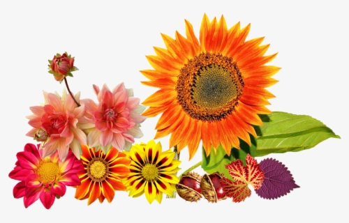 Autumn Sunflower Clip Art , Free Transparent Clipart - ClipartKey