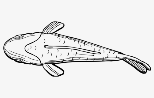 Fish Top View Drawing , Free Transparent Clipart - ClipartKey