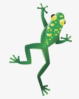Transparent Green Frog Png - Transparent Background Cute Tree Frog ...