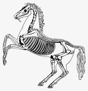 Sso Skeleton Horse , Free Transparent Clipart - ClipartKey