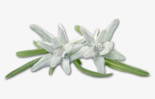 Edelweiss Png - Edelweiss Png Clipart , Free Transparent Clipart ...