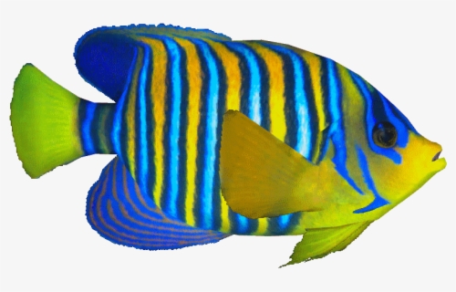 Angelfish Clip Art , Free Transparent Clipart - ClipartKey