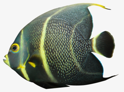 Angelfish Transparent Png - Transparent Background Reef Fish Png , Free ...