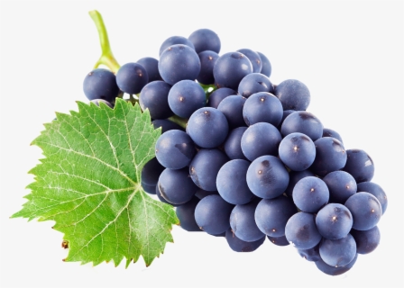 Free Grapes Clip Art with No Background - ClipartKey