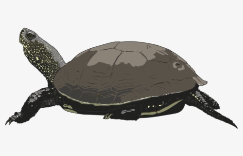 Free Turtle Clip Art with No Background - ClipartKey