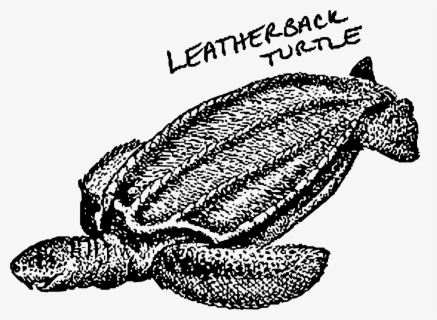 Free Turtle Clip Art with No Background - ClipartKey