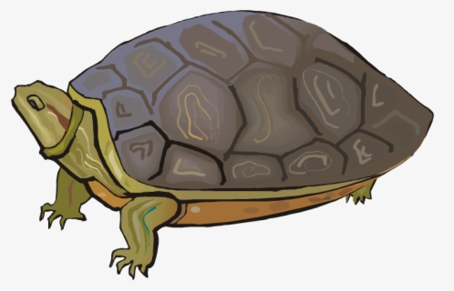 Free Turtle Clip Art with No Background - ClipartKey