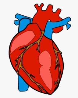 Download Human Heart Clipart Cartoon - Real Heart Transparent ...
