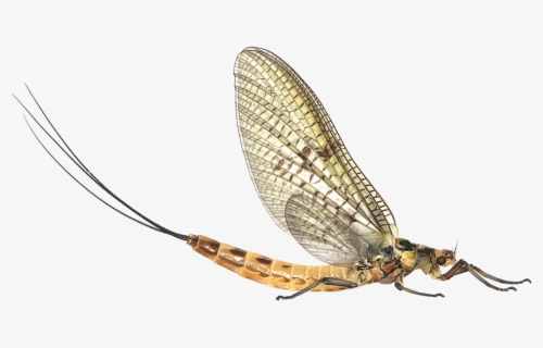 Free 263 Clip Art with No Background - ClipartKey