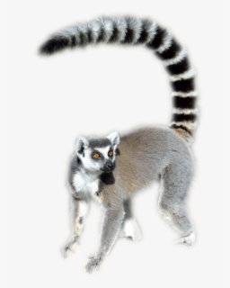 Ring-tailed Lemur - Ring Tailed Lemur Clip Art , Free Transparent ...