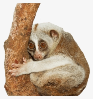 Slow Loris - Slow Loris Transparent Background , Free Transparent ...