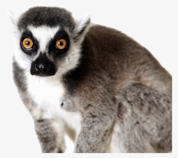 Lemur Clipart Chibi - Draw A Cute Ring Tailed Lemur , Free Transparent ...
