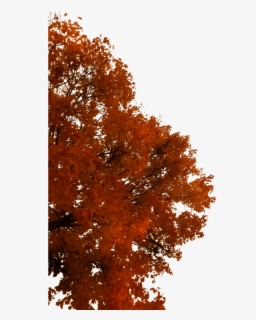 Autumn Tree Maple Oak Branch - Autumn Tree Maple Tree White Background ...