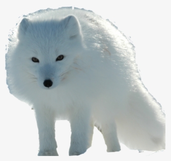 Arctic Fox Clipart - Arctic Animal Clip Art , Free Transparent Clipart ...