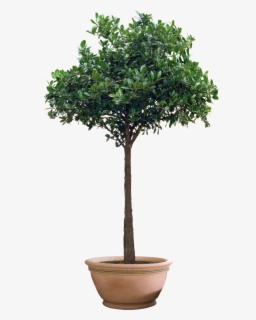 Potted Tree Clip Art , Free Transparent Clipart - ClipartKey