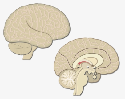 Brain Clipart Front - Primary Visual Cortex Areas , Free Transparent ...