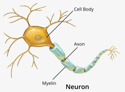 Free Nervous System Clip Art with No Background - ClipartKey