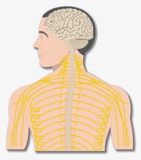 Free Nervous System Clip Art with No Background - ClipartKey