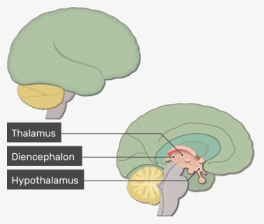 Overview Of Major Structures - Thalamus Labeled , Free Transparent ...