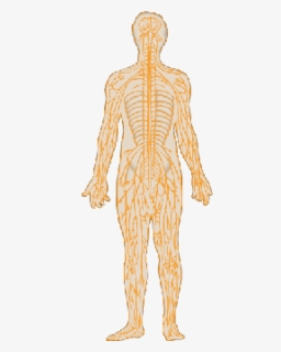 Free Nervous System Clip Art with No Background - ClipartKey