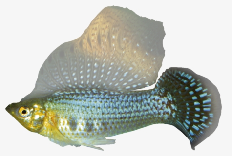 Picture - Ray-finned Fish , Free Transparent Clipart - ClipartKey