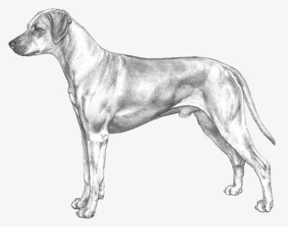 Draw Coloring Pages Of Great Danes , Free Transparent Clipart - ClipartKey