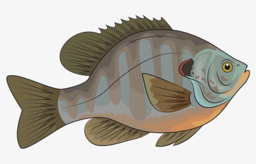 Bluegill 2 Clip Art Download - Easy Small Fish Black And White , Free ...