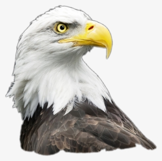 Transparent Eagle Clipart Png - Agila Clipart Png , Free Transparent ...