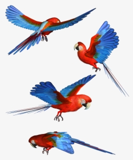 Flying Red Parrot Png - Parrot Flying Png , Free Transparent Clipart ...