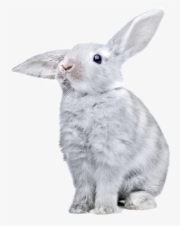Clipart Rabbit Grey Rabbit - Transparent Background Rabbit Png , Free ...