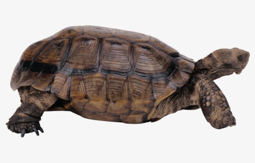 Desert Tortoise White Background - Desert Tortoise Clip Art , Free ...