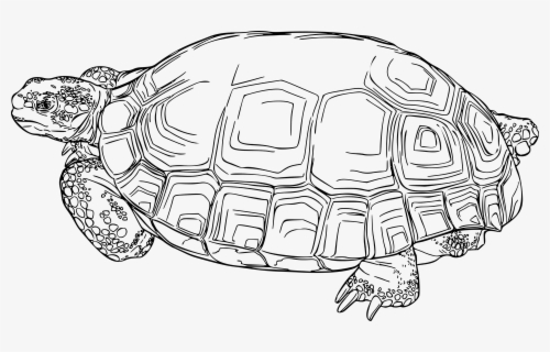Desert Tortoise White Background - Desert Tortoise Clip Art , Free ...