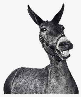 Mule Clip Art , Free Transparent Clipart - ClipartKey