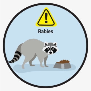 Procyon , Free Transparent Clipart - ClipartKey