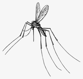 Clipart - Gnat Drawing - Insect Flies Clip Art Black And White , Free ...