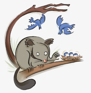Brushtail - Possum Clipart Png , Free Transparent Clipart - ClipartKey